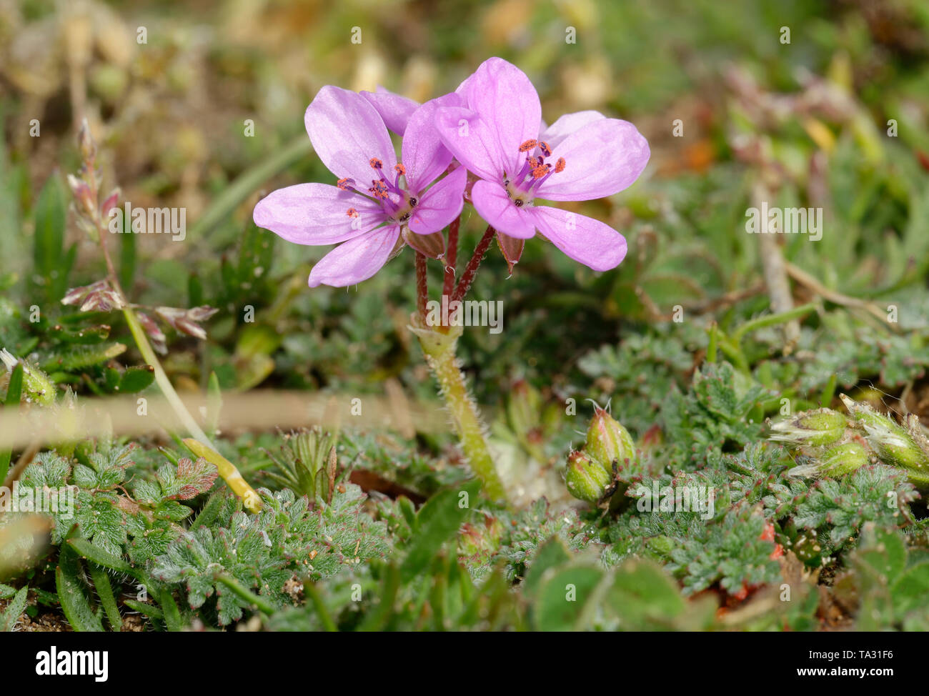 Common Stork's-bill - Erodium cicutarium Small Pink Flowers, Braunton ...