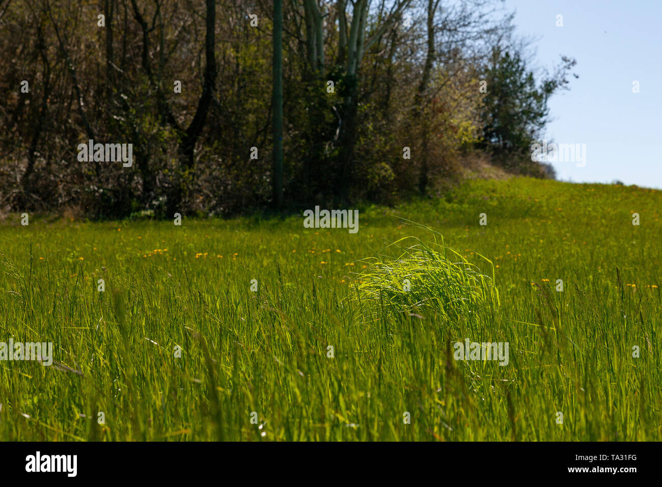 A bunch of grass standing out of a green grass field with trees on the ...