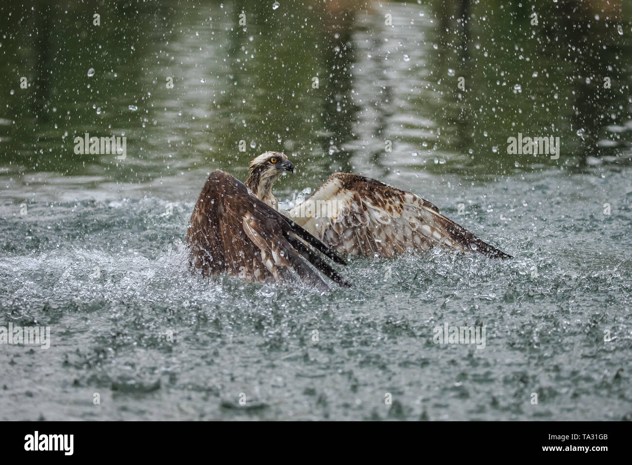 The osprey or more specifically the western osprey — also called sea ...
