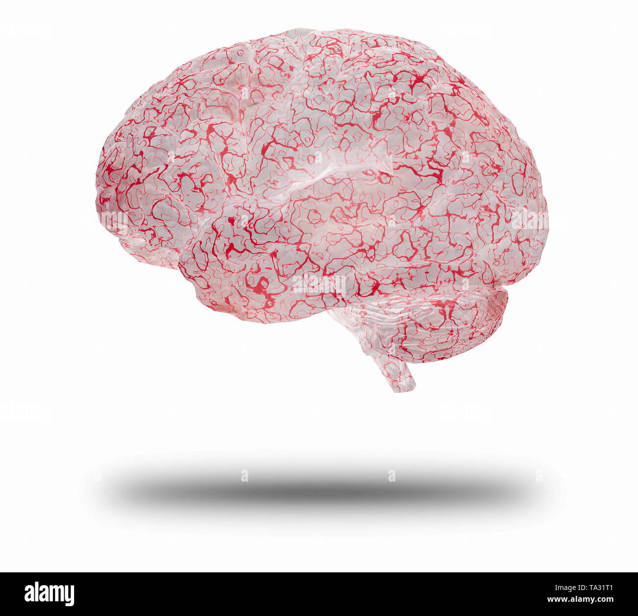 Human brain. 3D rendered model Stock Photo - Alamy