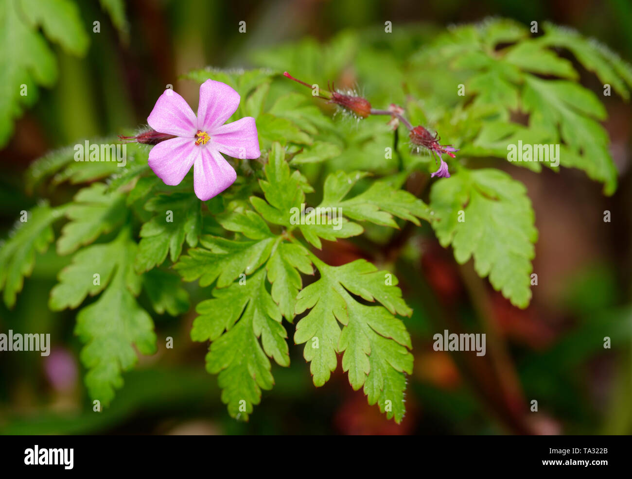 Leaves flower pod seed hi-res stock photography and images - Alamy