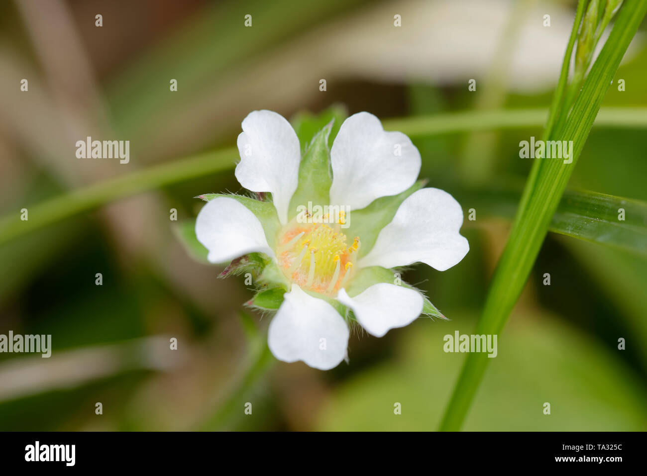 Barren flower hi-res stock photography and images - Alamy
