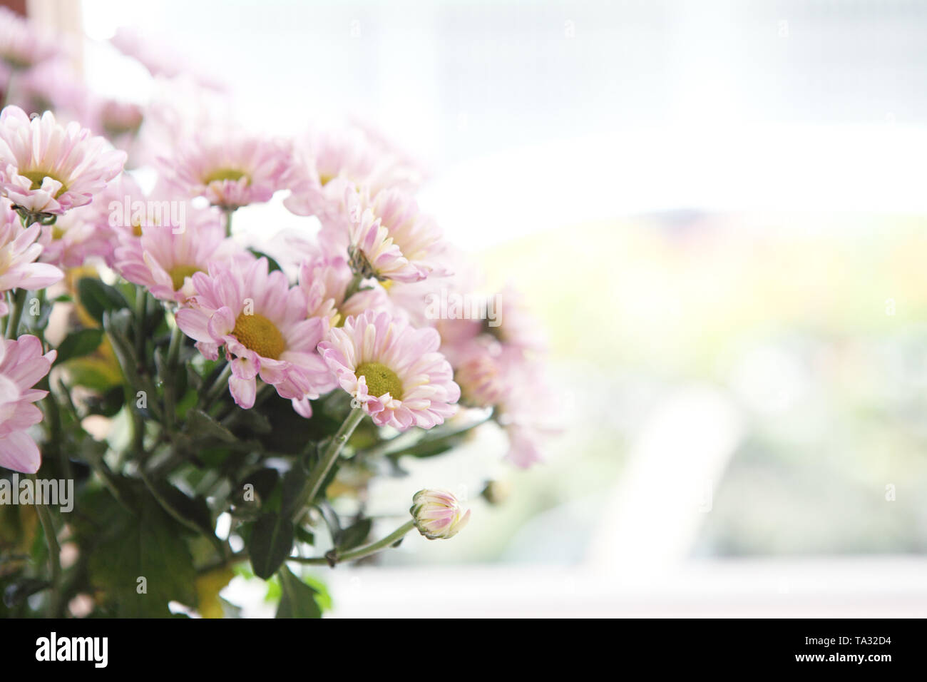 Spring pink flower hi-res stock photography and images - Alamy