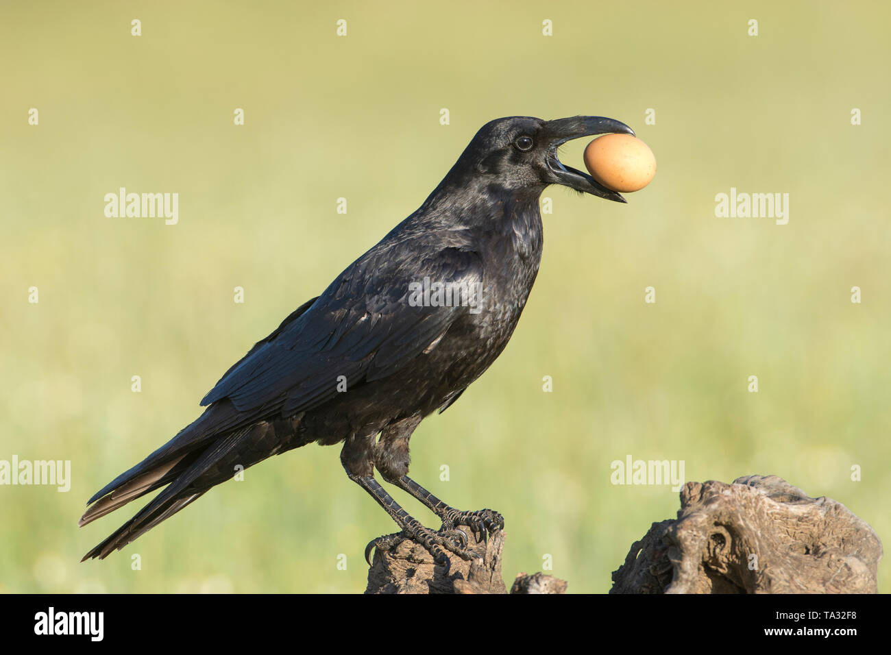 Raven eating egg hi-res stock photography and images - Alamy