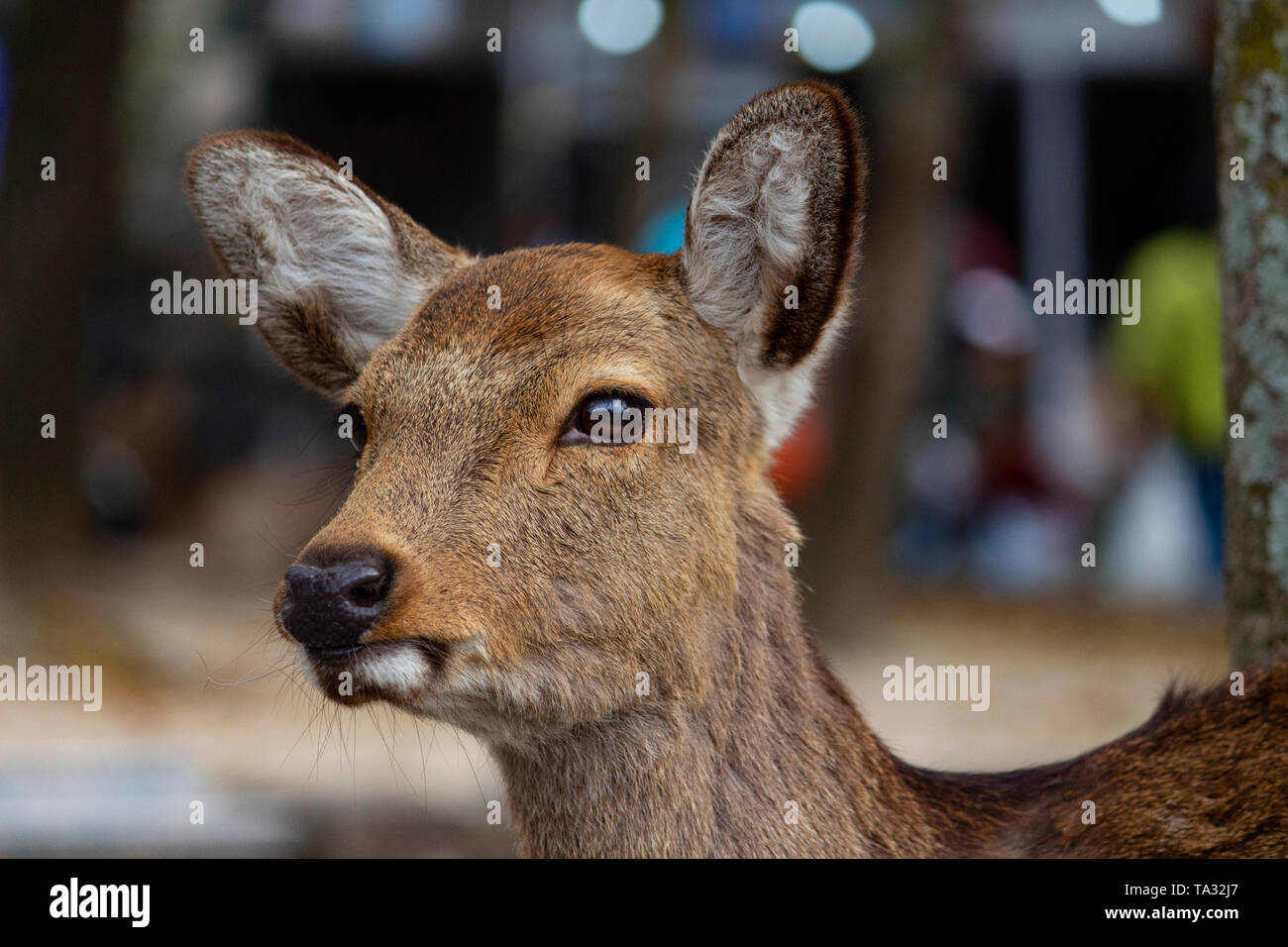 Asian deer species hi-res stock photography and images - Alamy