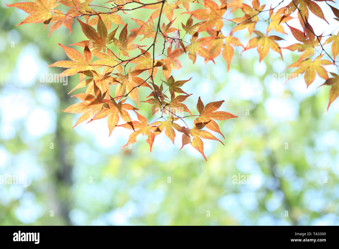 Vector maple tree hi-res stock photography and images - Alamy