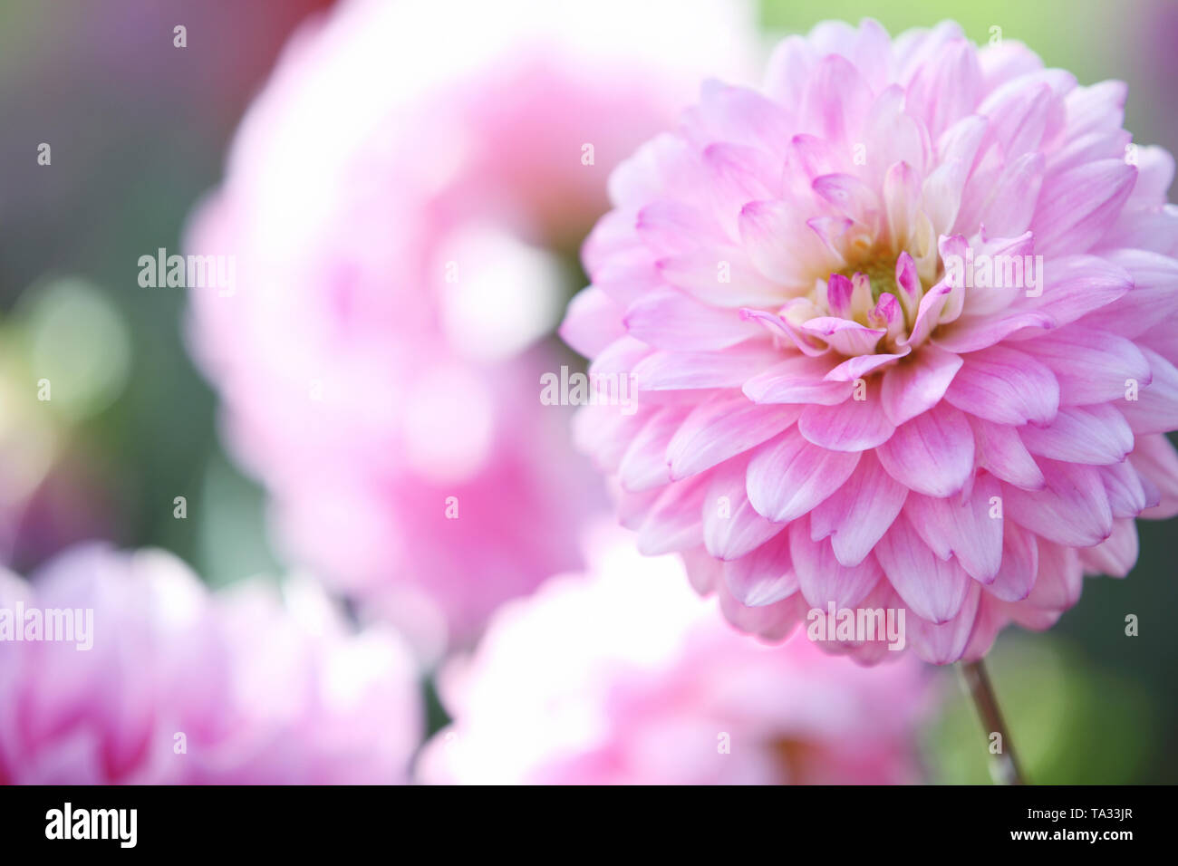 Spring pink flower hi-res stock photography and images - Alamy