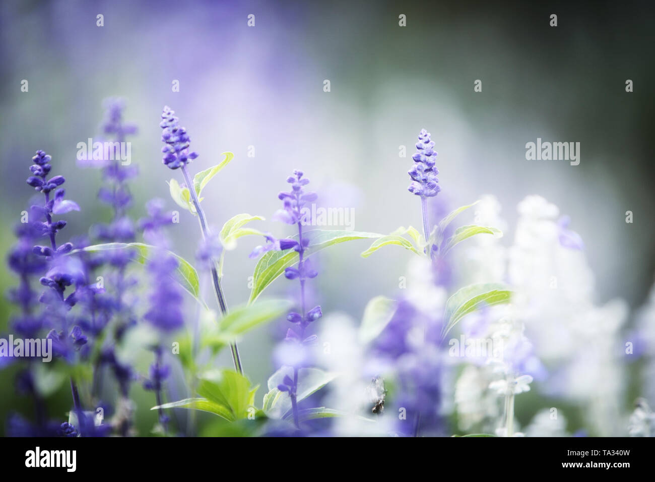 Beautiful lavender flowers frame hi-res stock photography and images ...