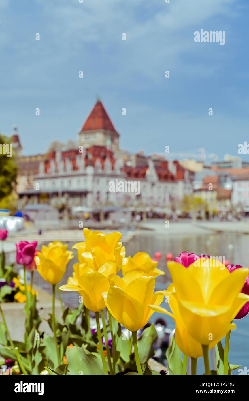 Flowers Order Lausanne at Susanne Lumpkin blog