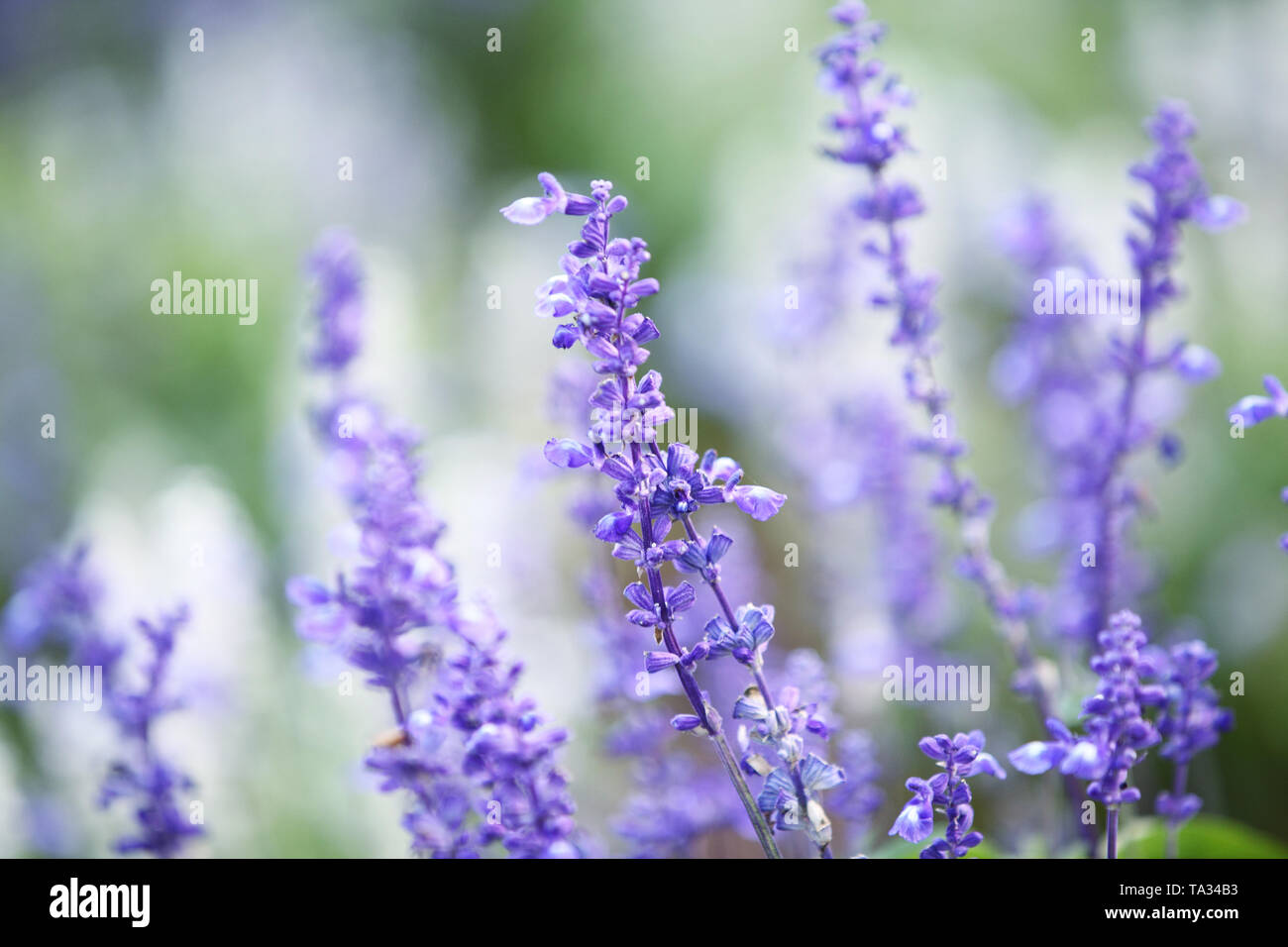 Lavender bubbles hi-res stock photography and images - Alamy