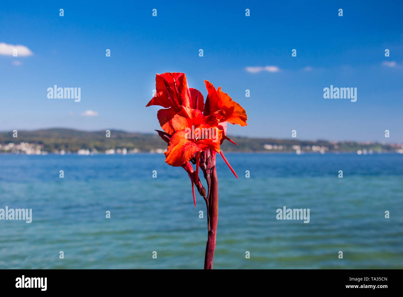 Single red flower in front of a lake Stock Photo - Alamy