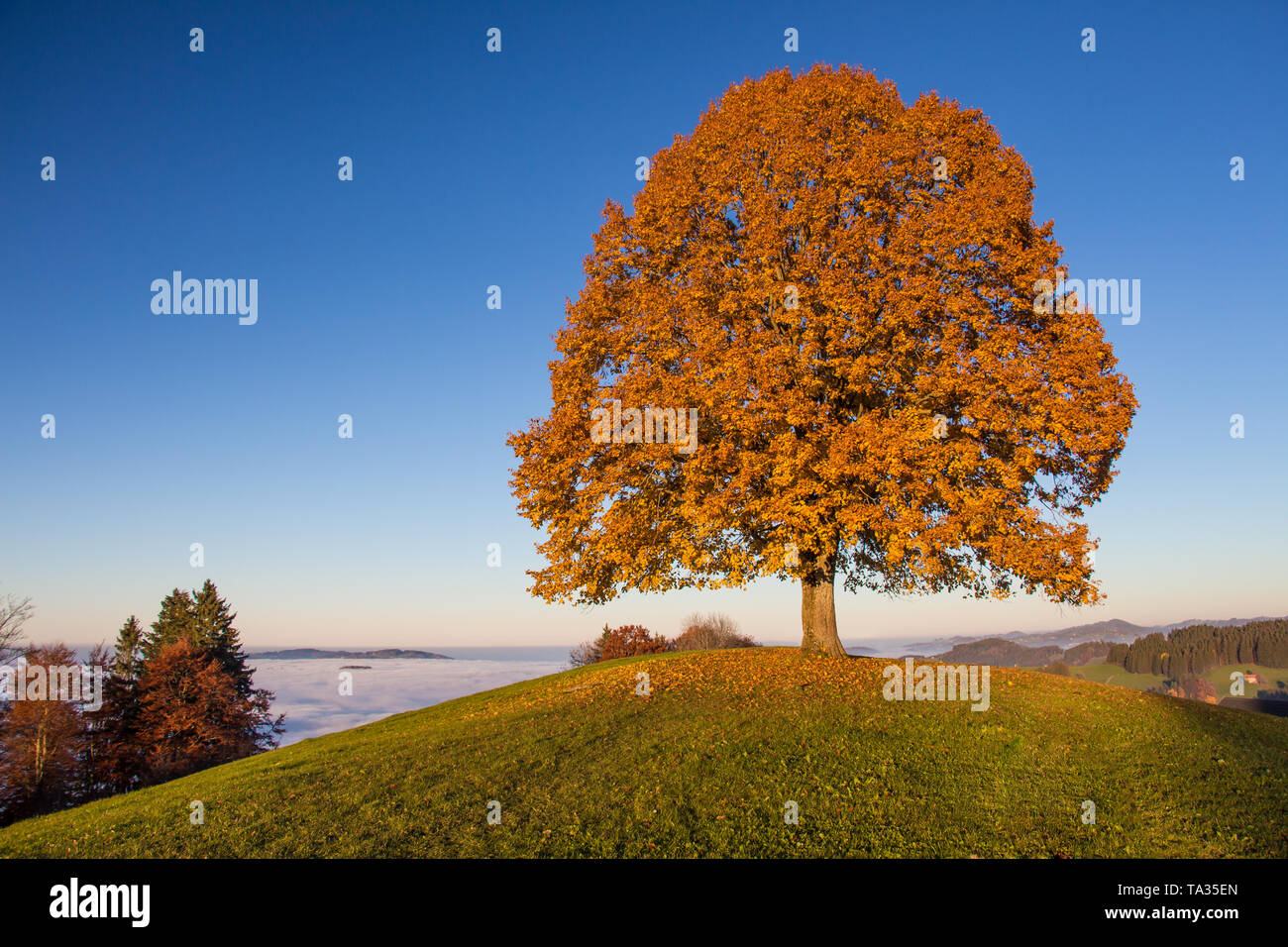 High fog hi-res stock photography and images - Alamy