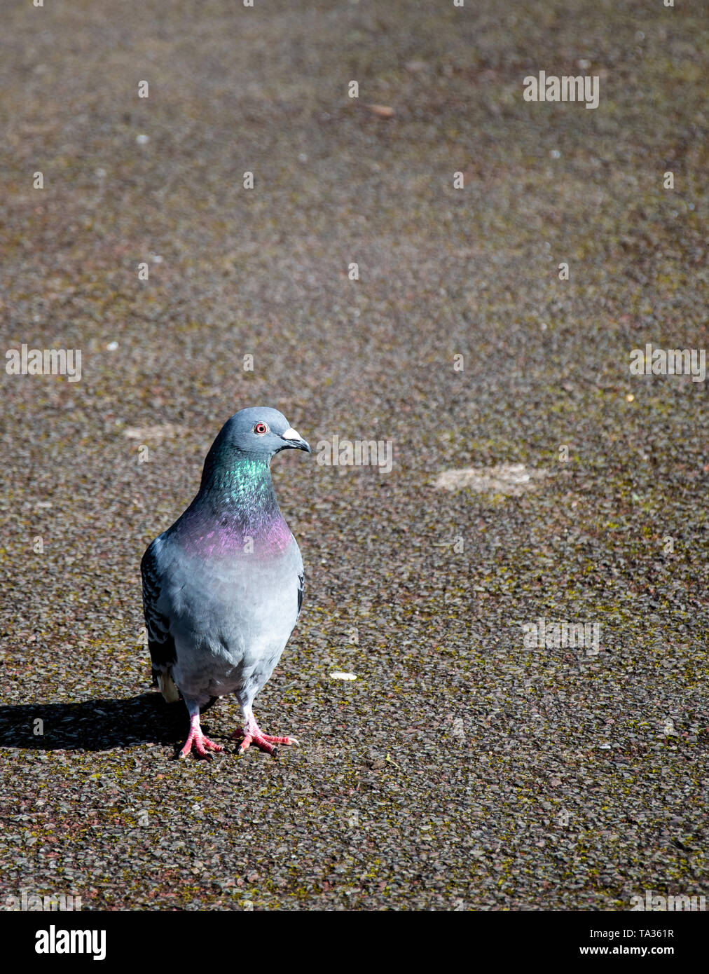 A common wood pigeon strolling along a path in a churchyard Stock Photo ...