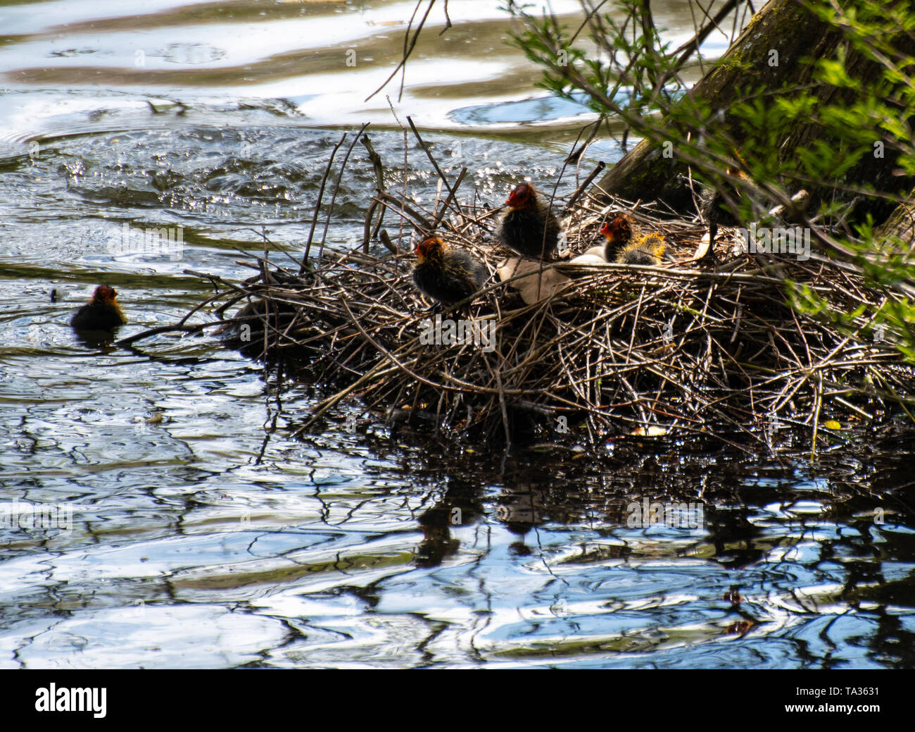 Coot chicks and eggs on their nest Stock Photo - Alamy