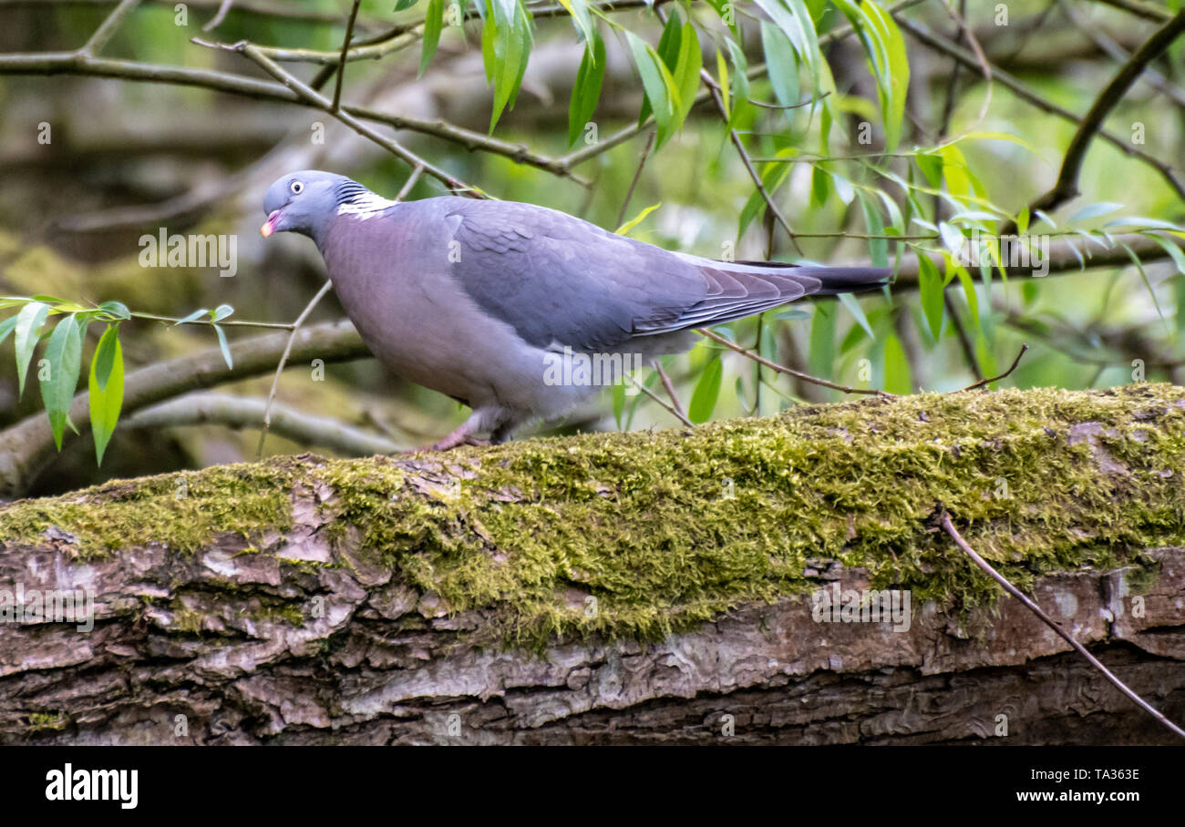 Wood pigeon british isles hi-res stock photography and images - Alamy