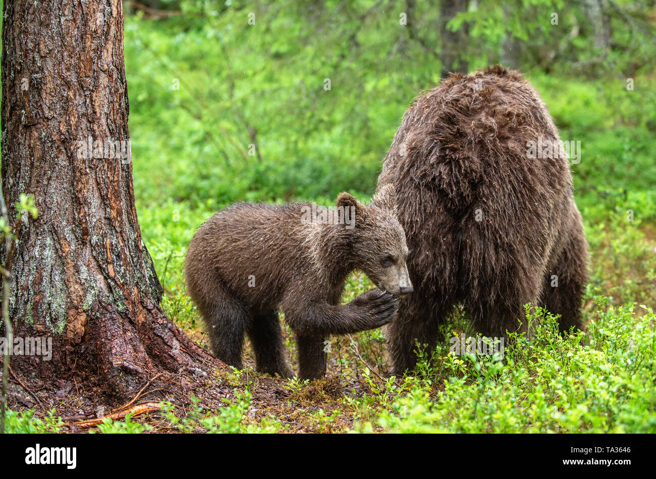 She-Bear and Cub of Brown bear in the summer forest. Natural habitat ...