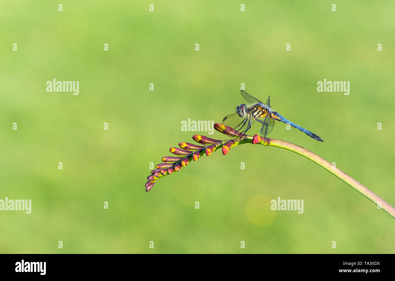 Dragonfly dragonflies odonata anisoptera hi-res stock photography and ...