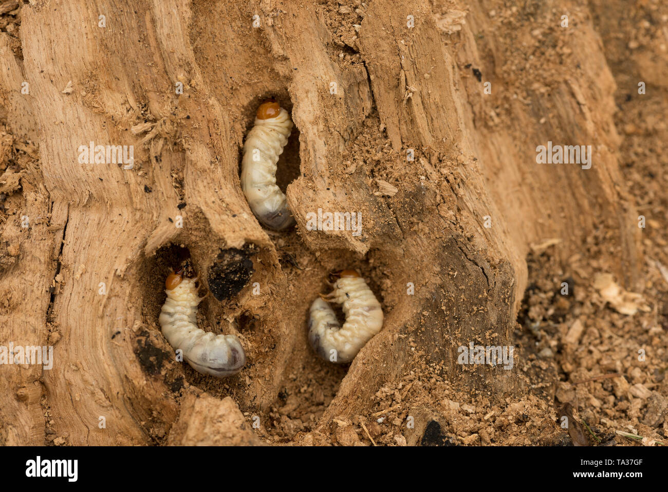 Stag beetle, Lucanus cervus, larvae burrowing in dead ash tree making ...