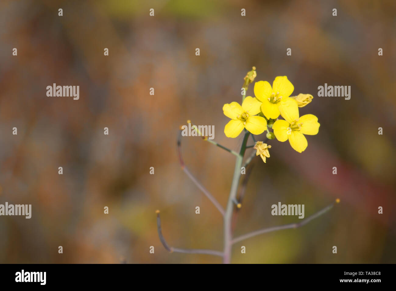 Yellow flower (Yellow Rocket, Barbarea vulgaris, Cruciferous) in august ...