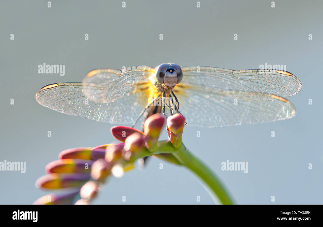 Blue Dasher dragonfly (odonata) resting on a lucifer flower Stock Photo ...