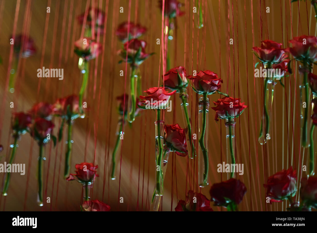 Rose stem tube hi-res stock photography and images - Alamy