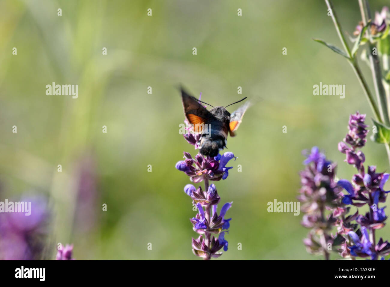Crimean crocus hi-res stock photography and images - Alamy