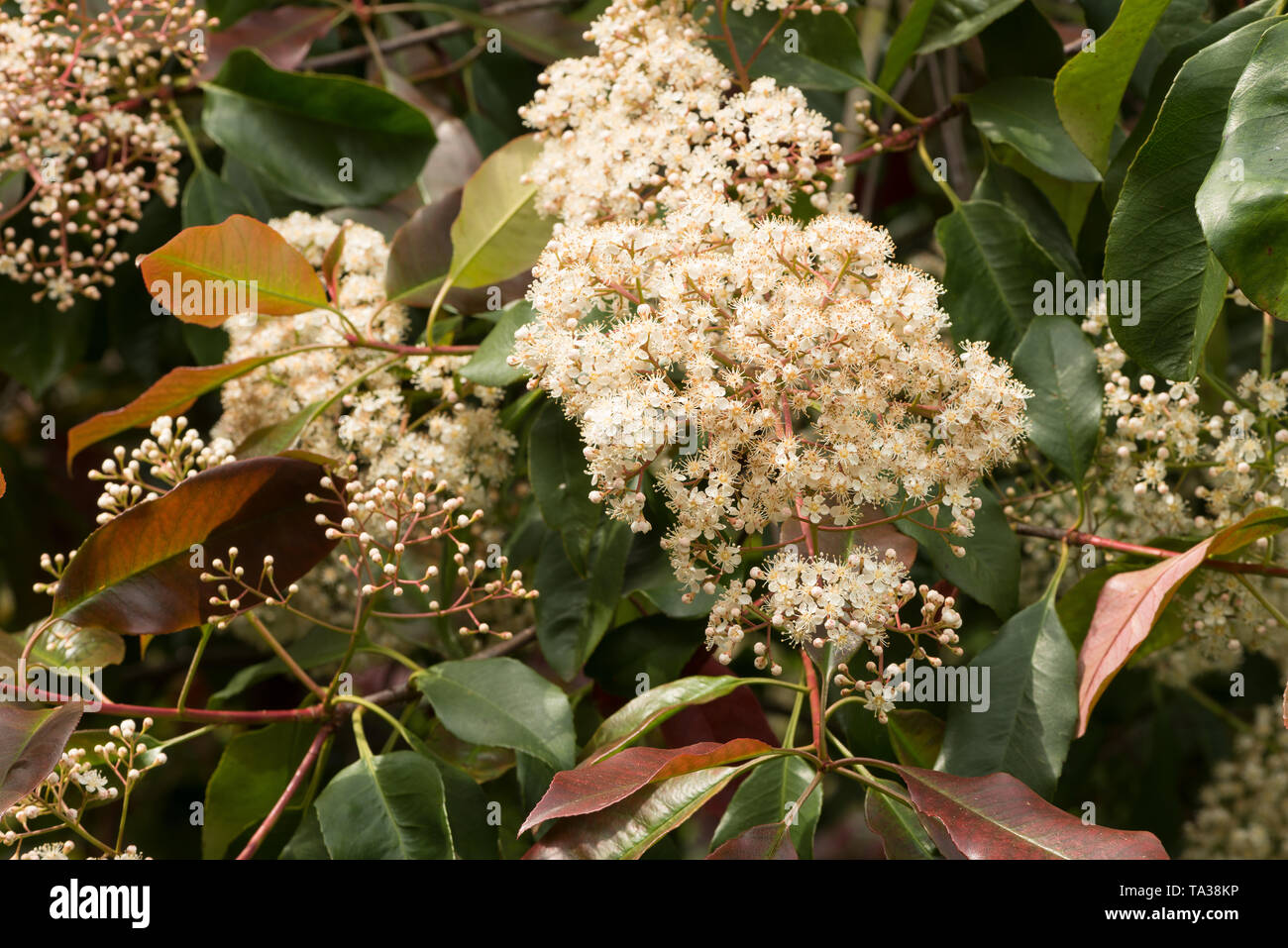 Attractive ivory white flowers of Red Robin, Photinia × fraseri, an ...