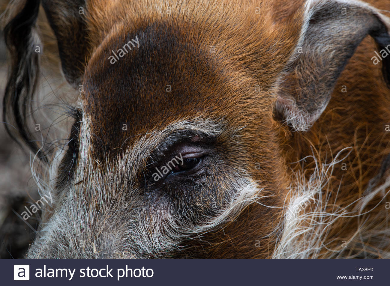 Hog Hair High Resolution Stock Photography and Images - Alamy
