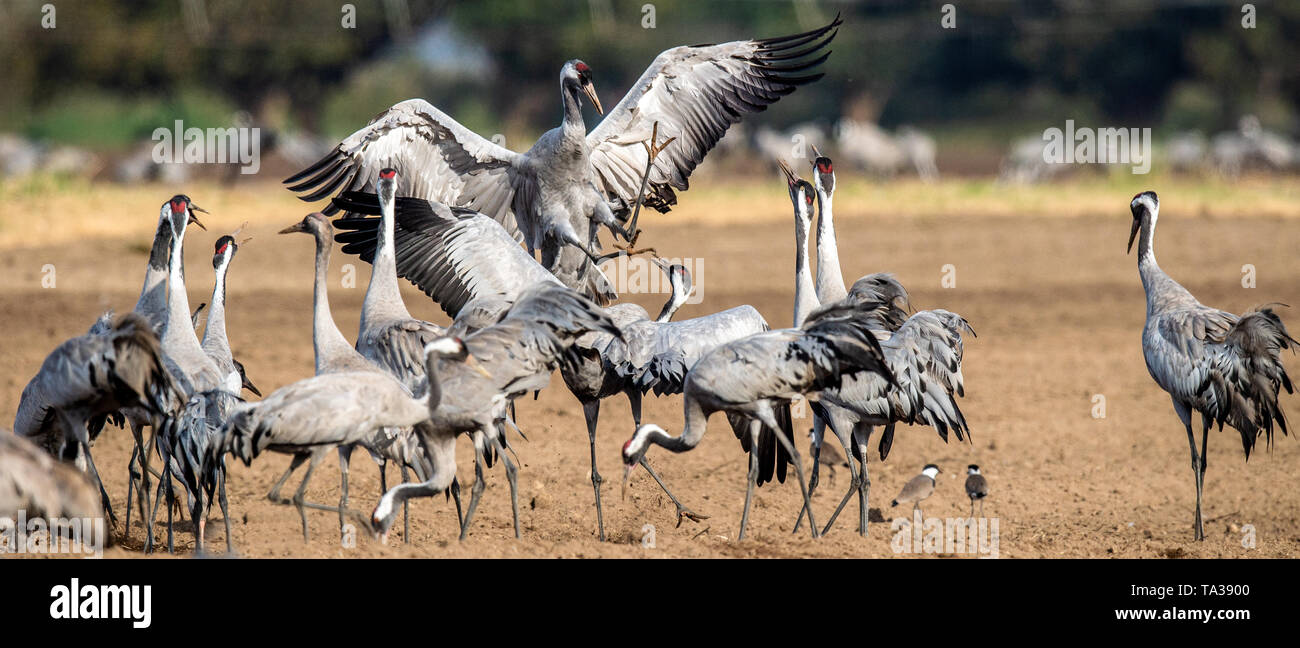 Dancing group birds hi-res stock photography and images - Alamy