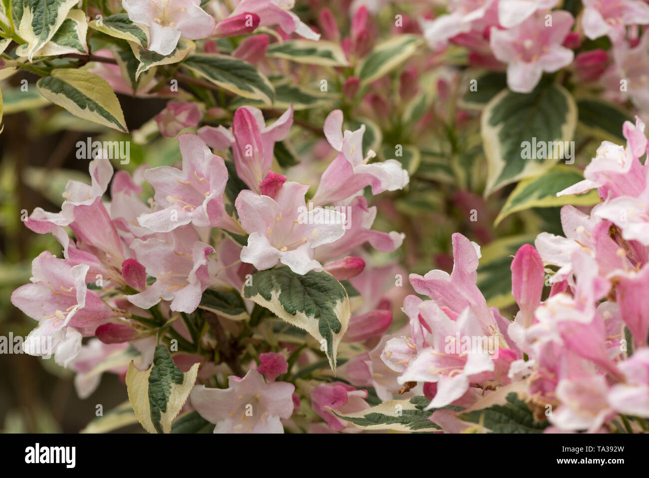 Variegated weigela hi-res stock photography and images - Alamy