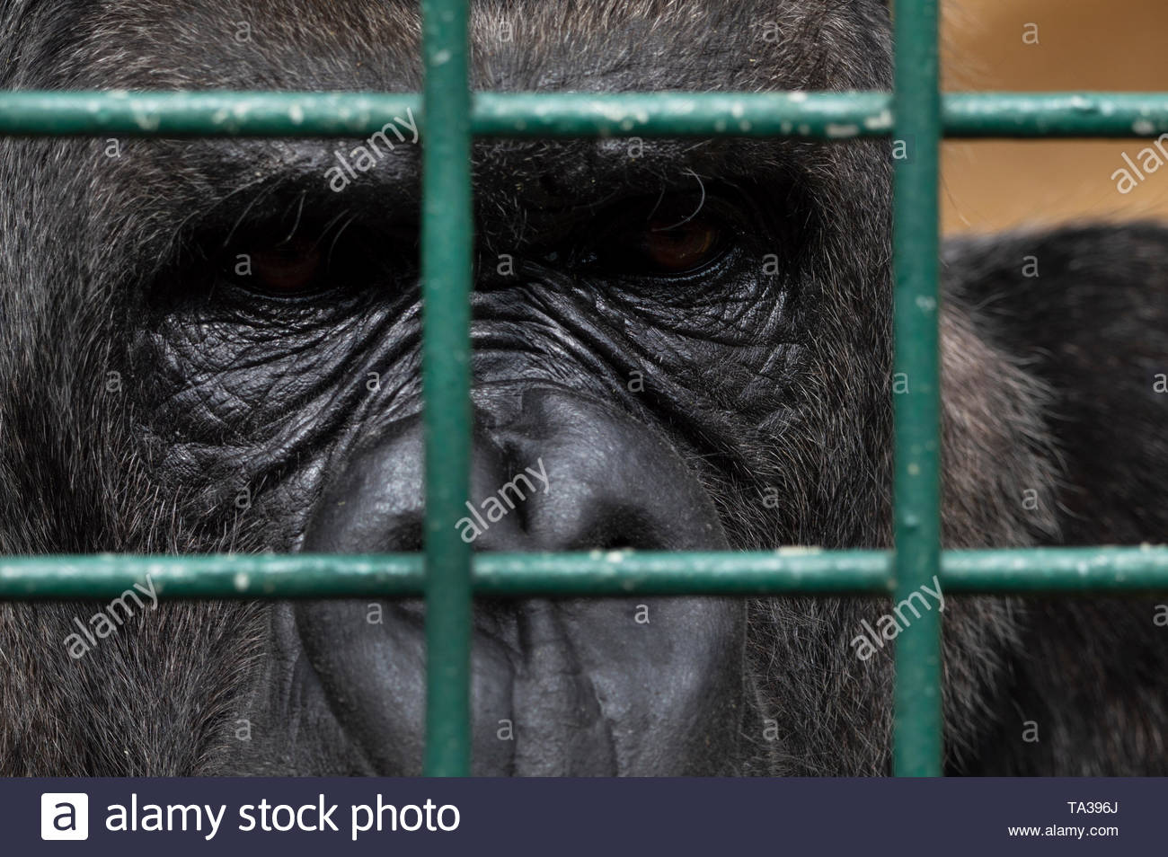 Gorilla Face Up Close Stock Photos & Gorilla Face Up Close Stock Images ...