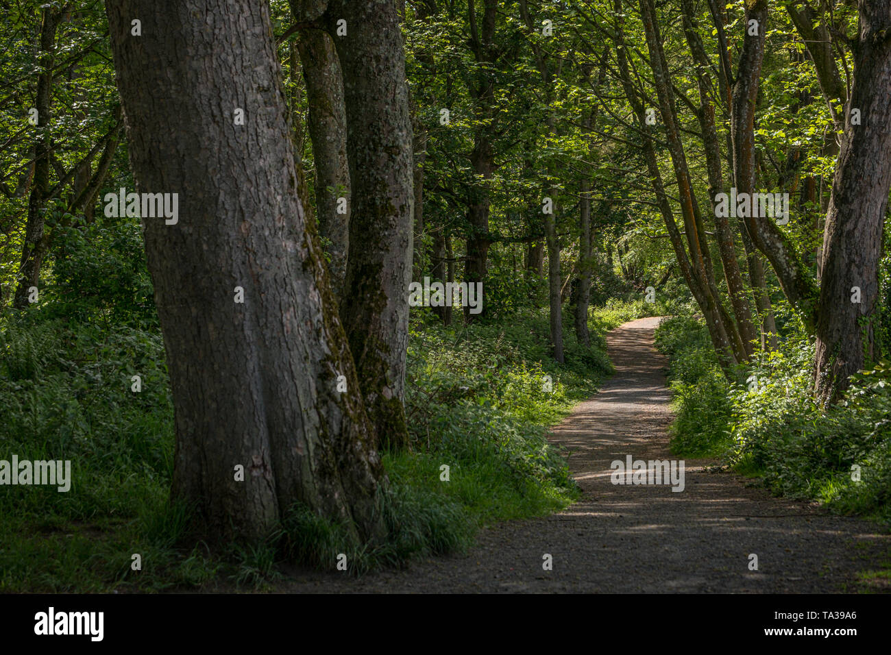 The fairy glen footpaths of Fullerton Park in Troon Scotland Stock ...
