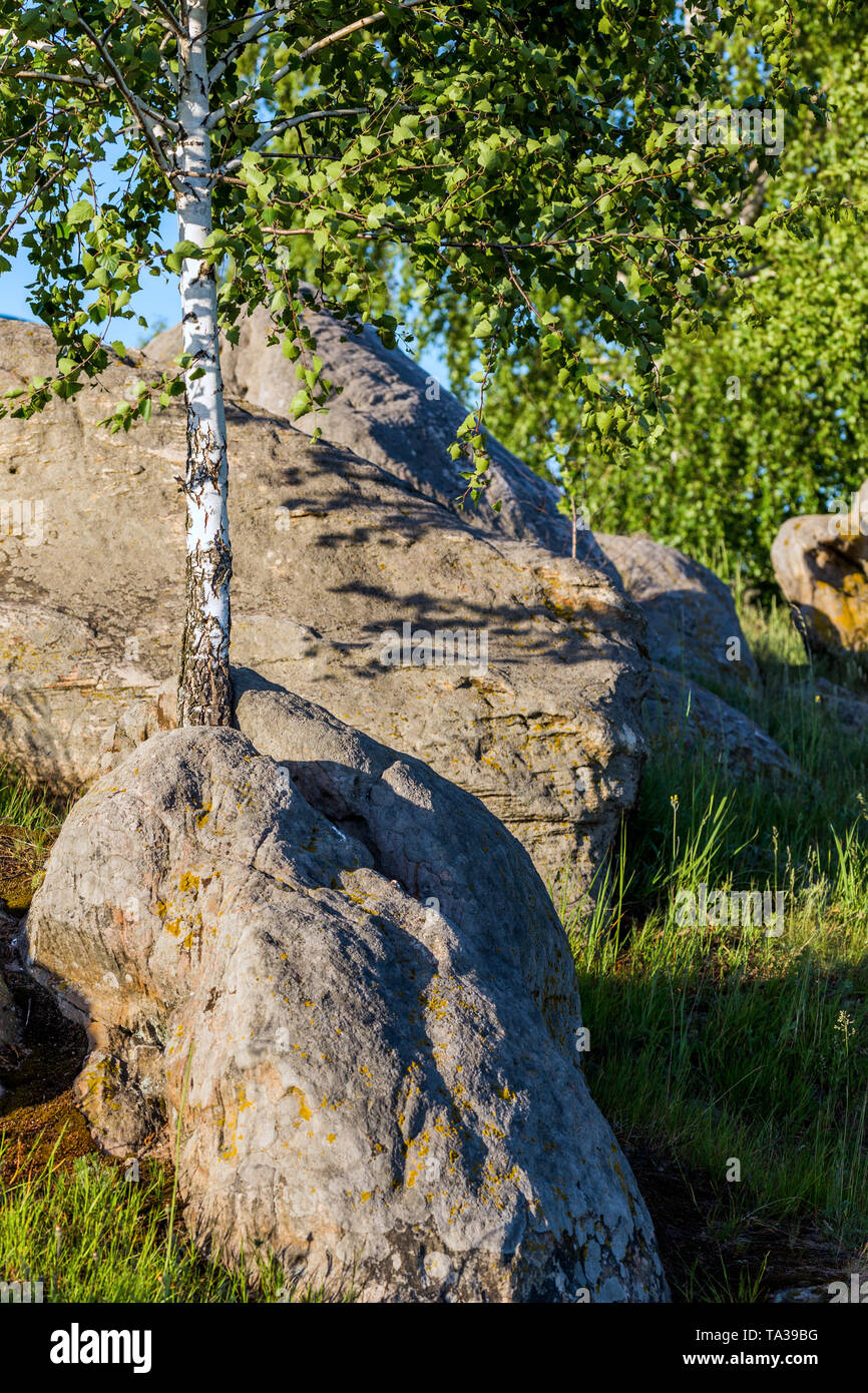 Tree splitting rock hi-res stock photography and images - Alamy