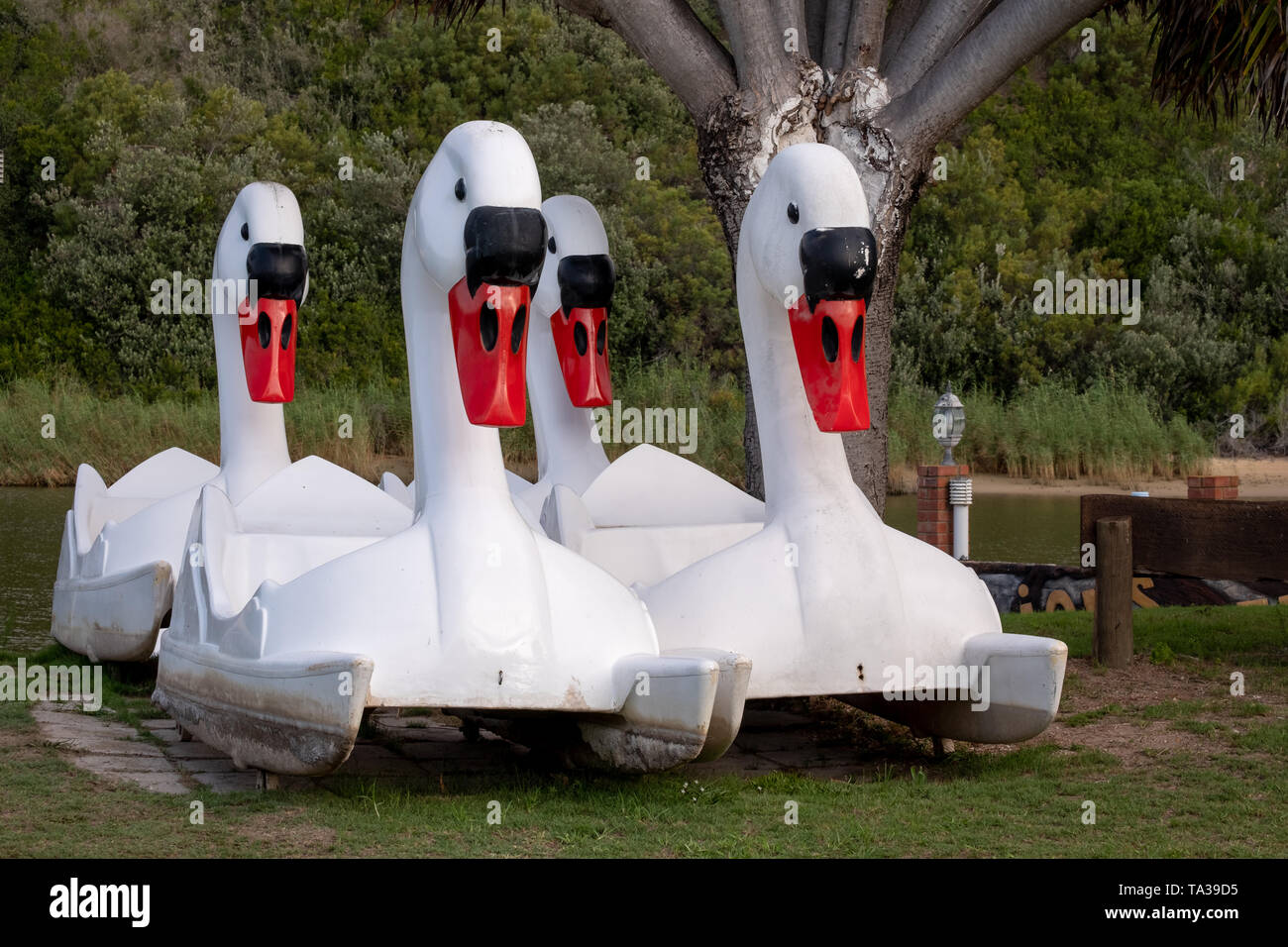 Boats in the shape of swans on the Sundays River near Addo / Colchester ...