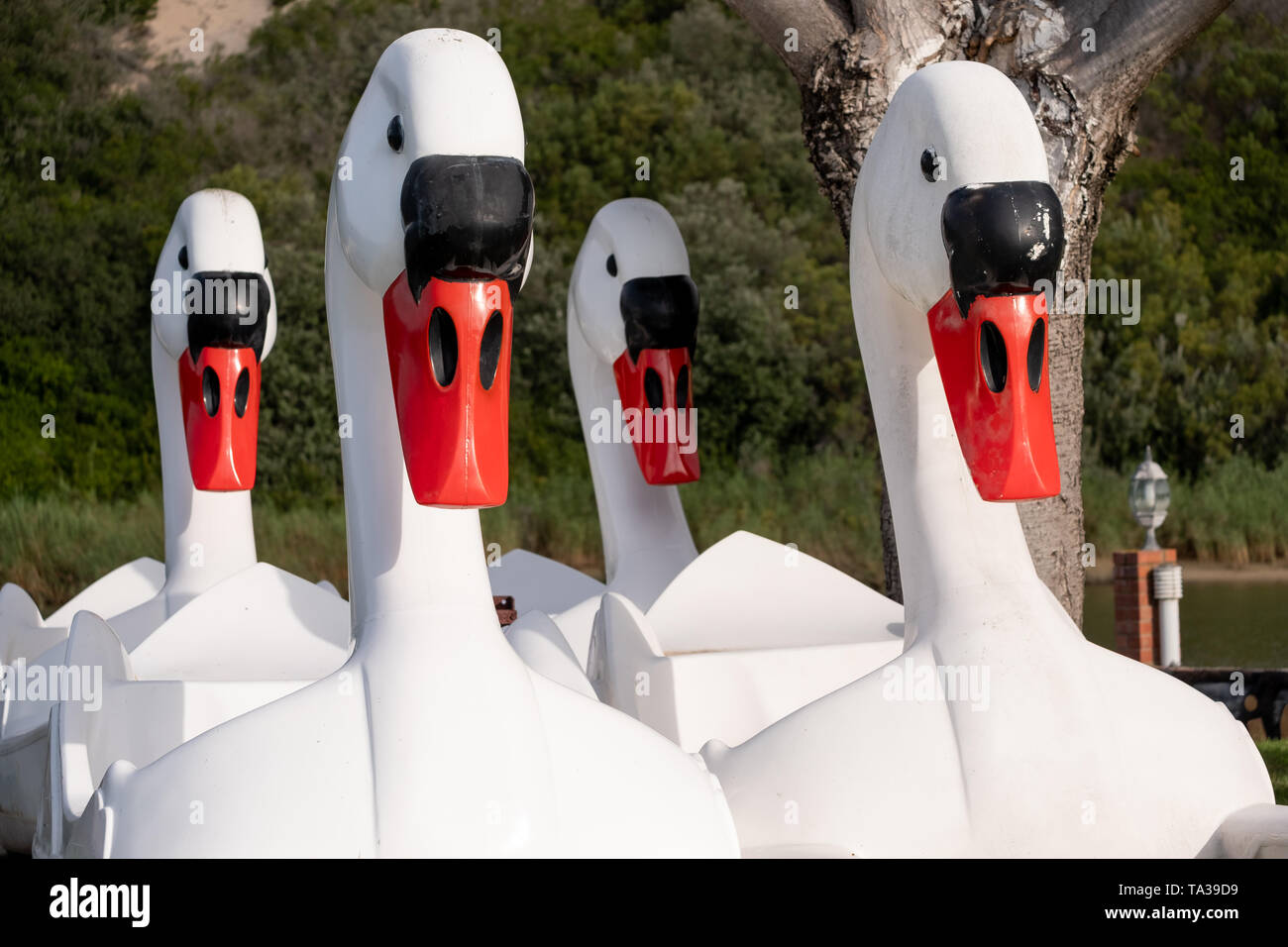 Boats in the shape of swans on the Sundays River near Addo / Colchester ...