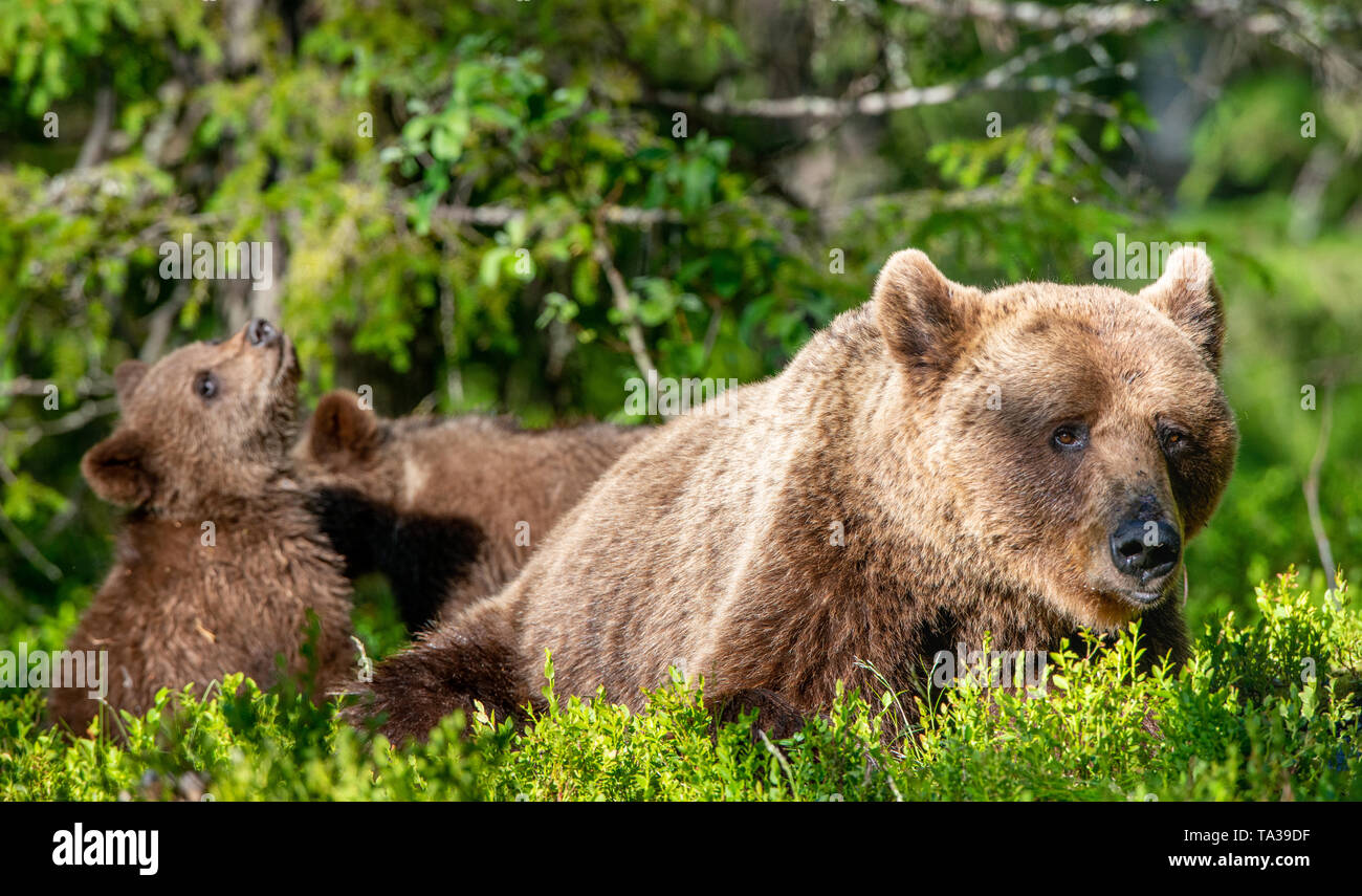 She-Bear and Cubs of Brown bear in the summer forest. Natural habitat ...