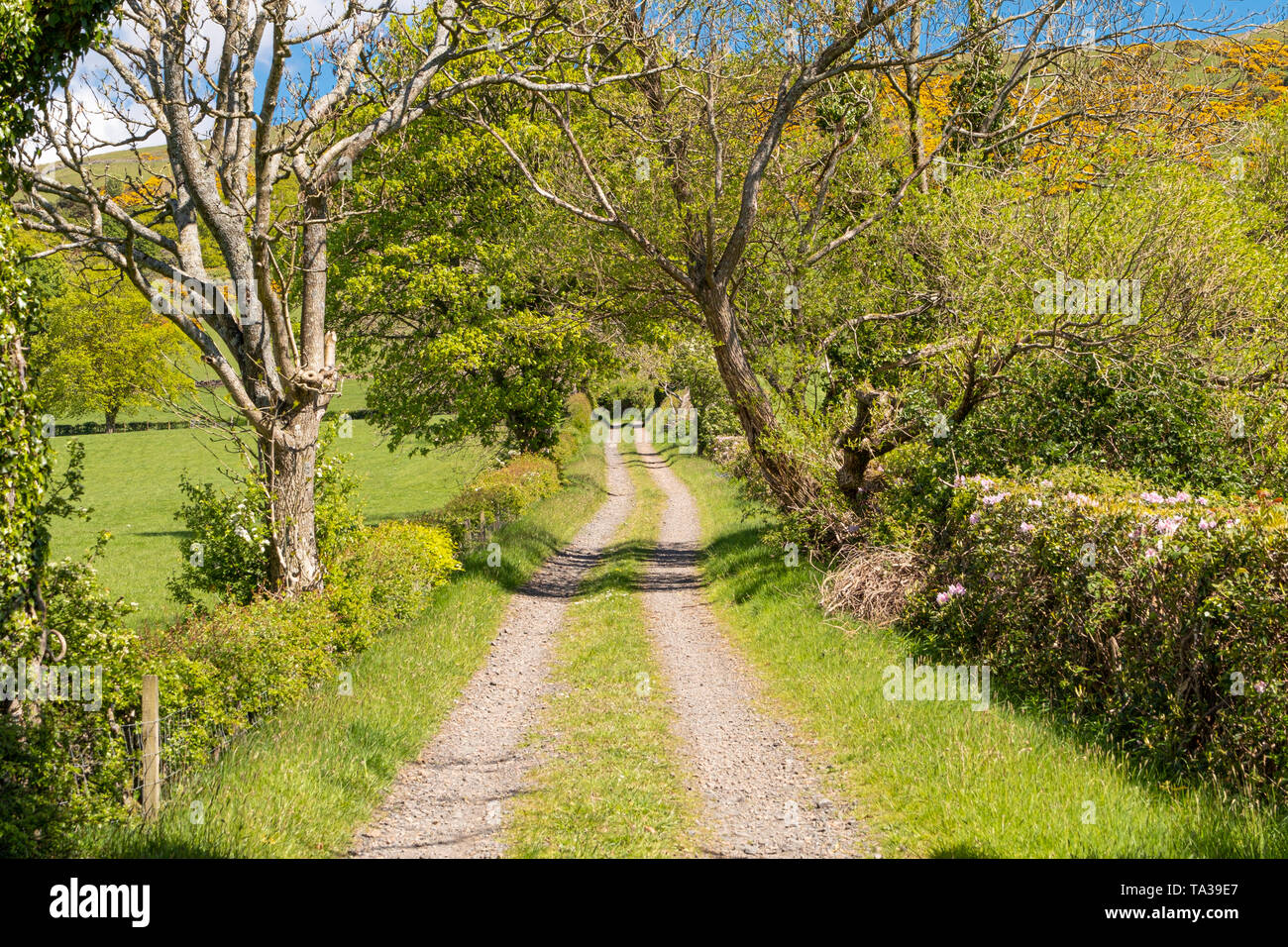 Hillside behind the town of Largs Scotland and hedge lined winding ...