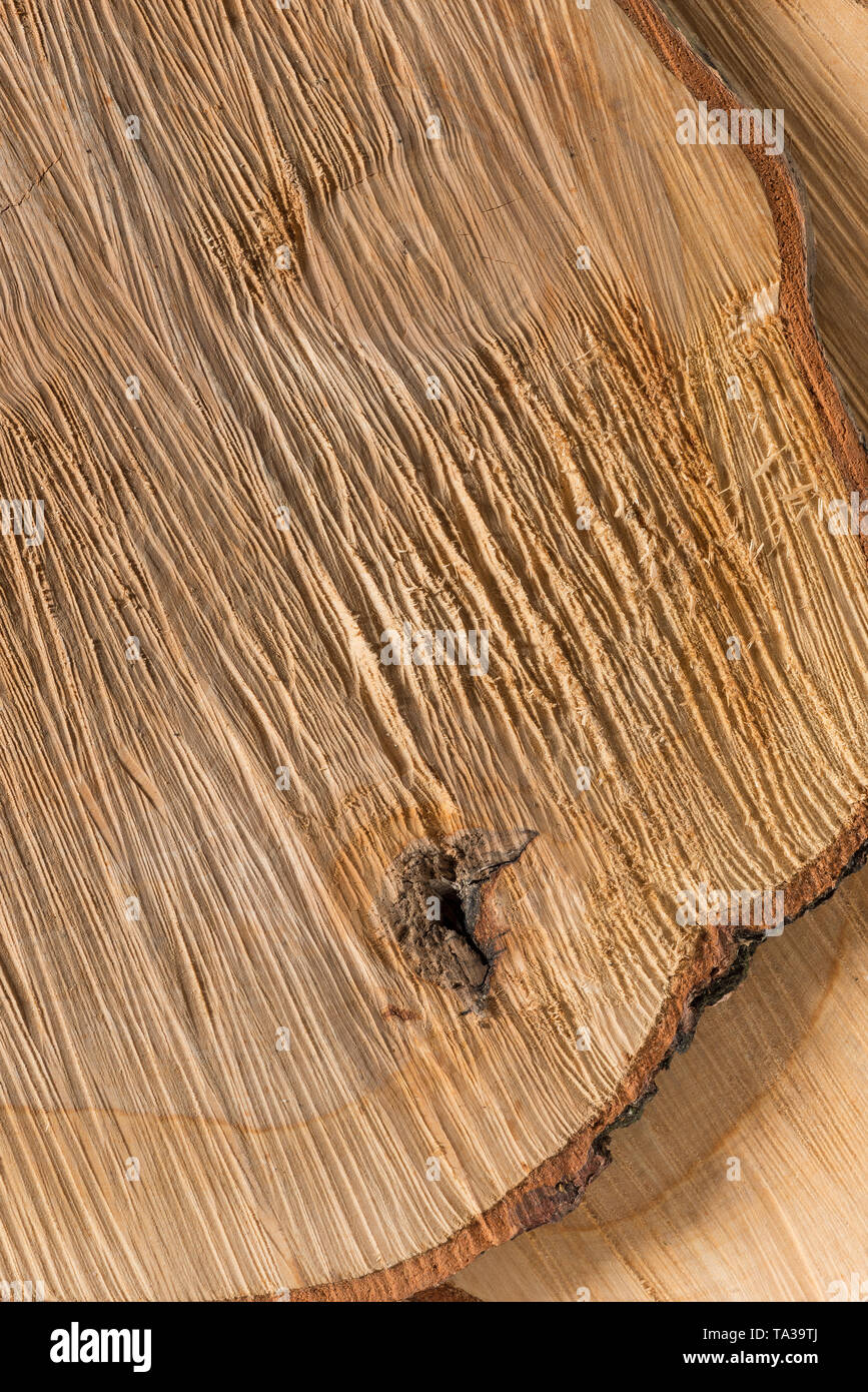 Silver Birch, Betula pendula, tree felled due to age and invasion of ...