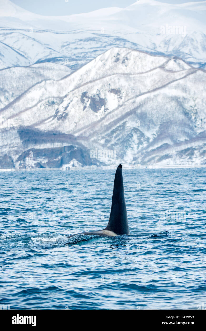 Orca killer whale breathing on hi-res stock photography and images - Alamy