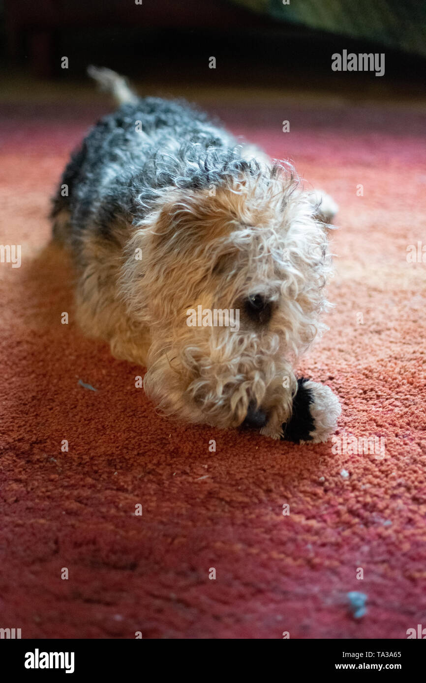 Young furry puppy dog, playing on red carpet Stock Photo - Alamy