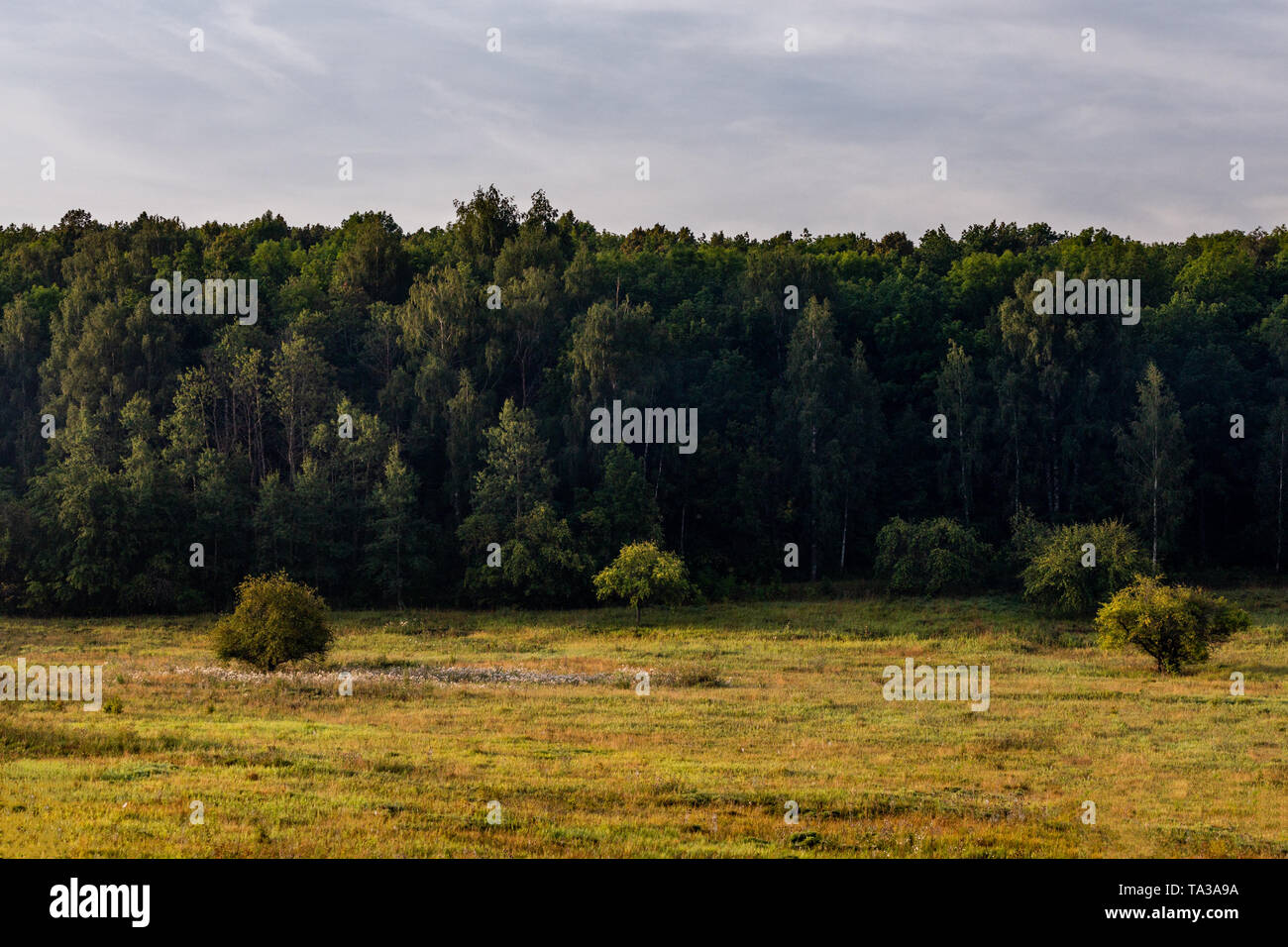 Flat edge of summer forest at daylight Stock Photo - Alamy