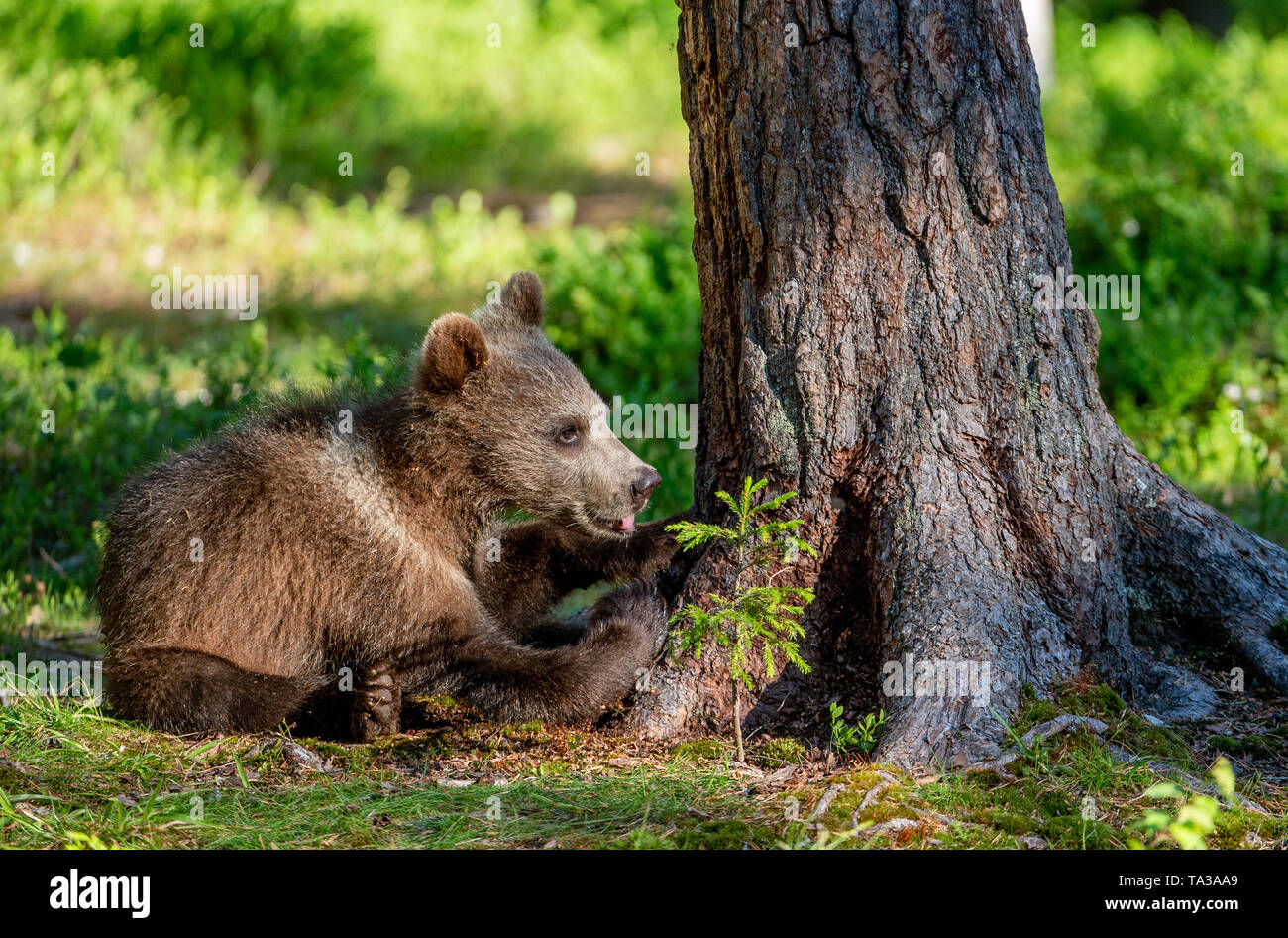 Cub of Brown Bear in the summer forest. Natural habitat. Scientific ...
