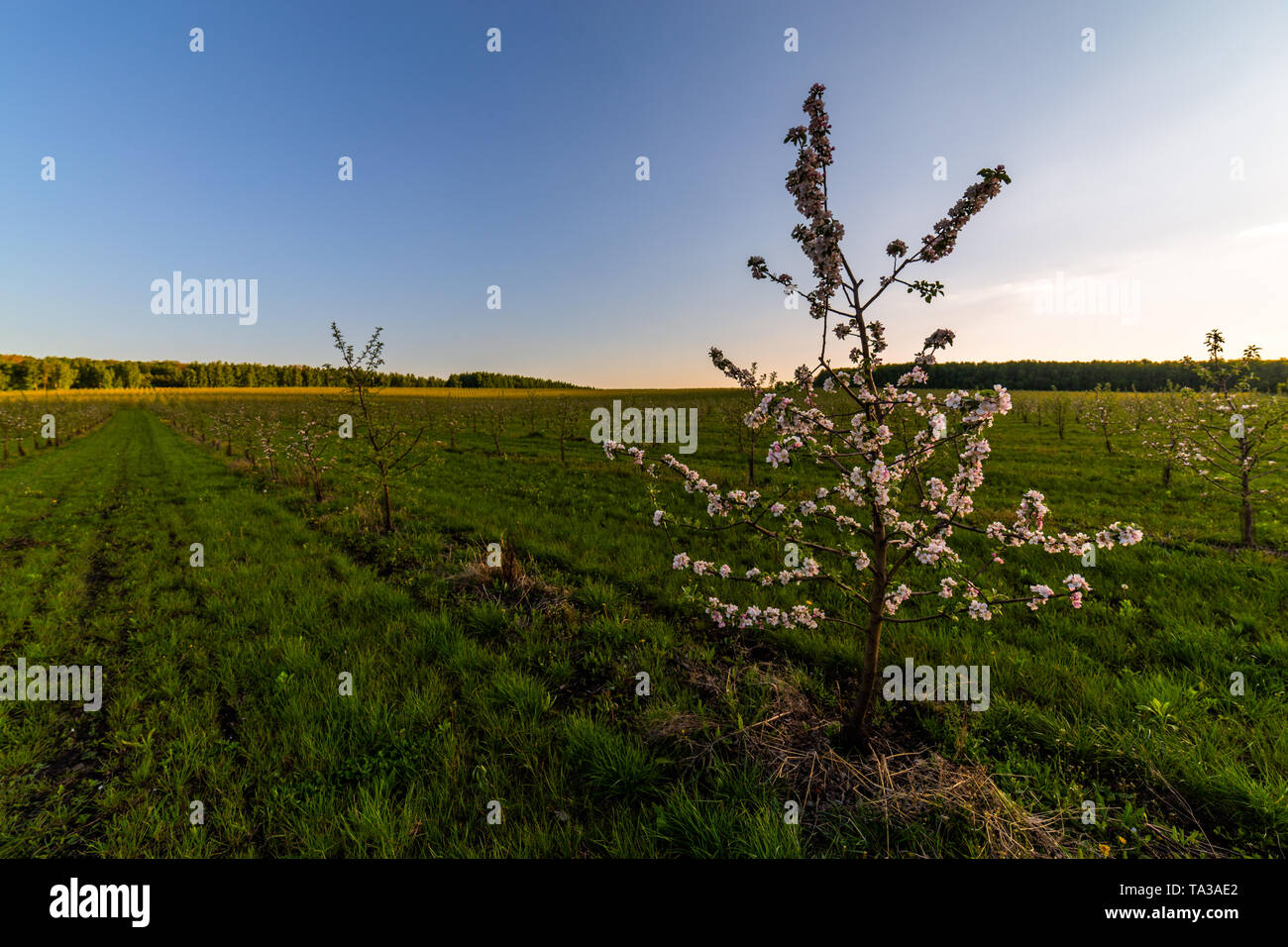 rows of large young apple garden wide angle daytime sunlight shot Stock ...