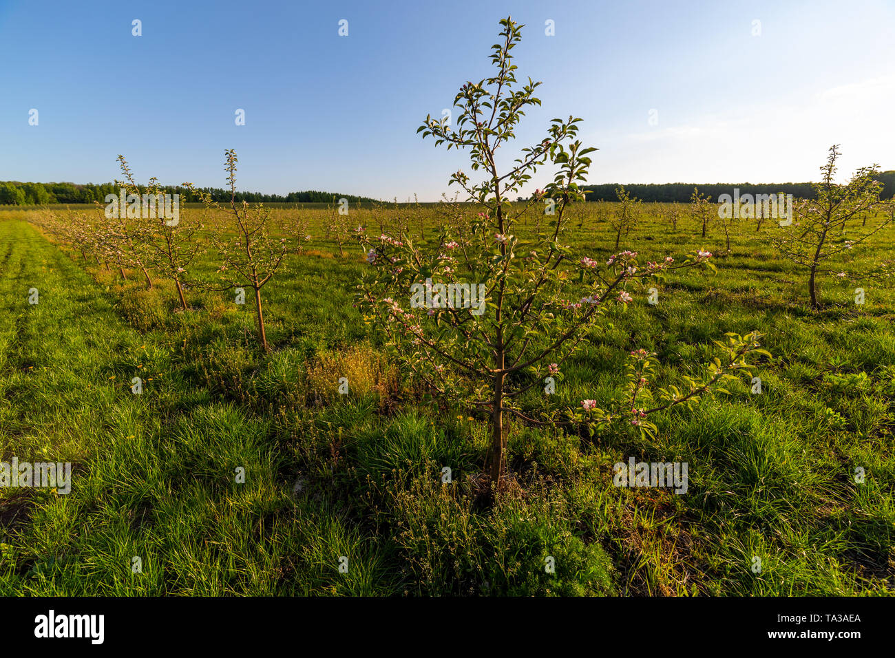 rows of large young apple garden wide angle daytime sunlight shot Stock ...