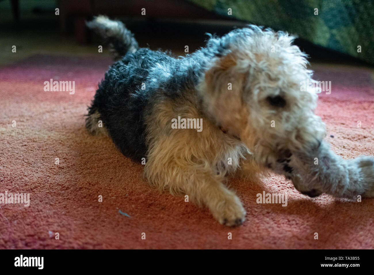 Young furry puppy dog, playing on red carpet Stock Photo - Alamy