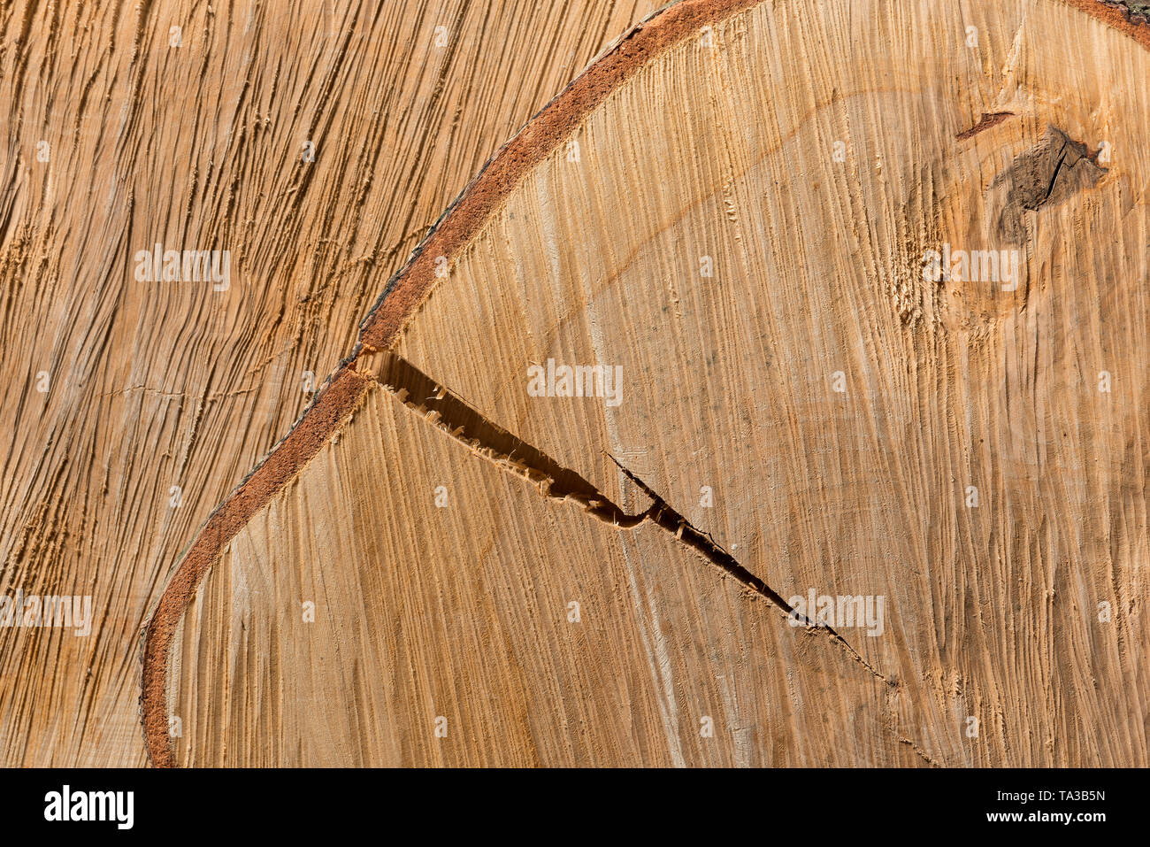 Silver Birch, Betula pendula, tree felled due to age and invasion of ...