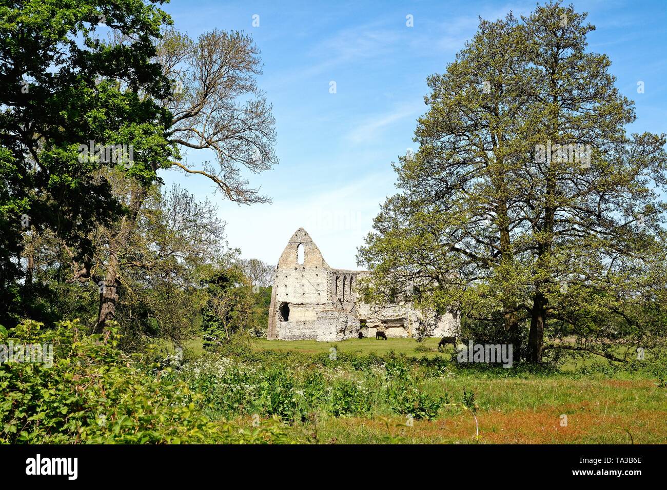 The ruins of Newark Abbey, an Augustinian priory near Ripley and ...