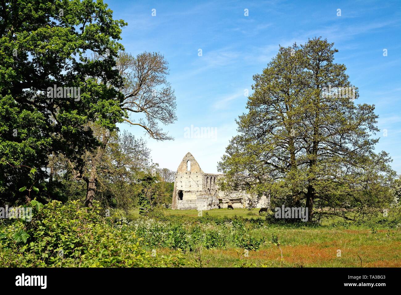 The ruins of Newark Abbey, an Augustinian priory near Ripley and ...