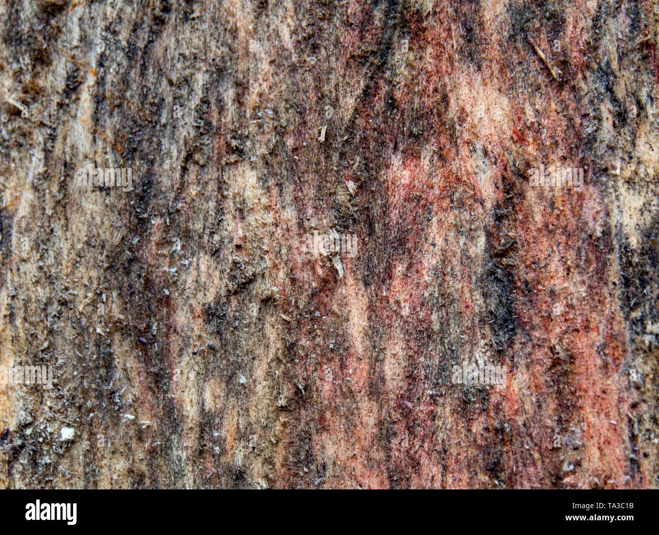 macro-photography-of-different-textures-of-wood-produced-naturally-by