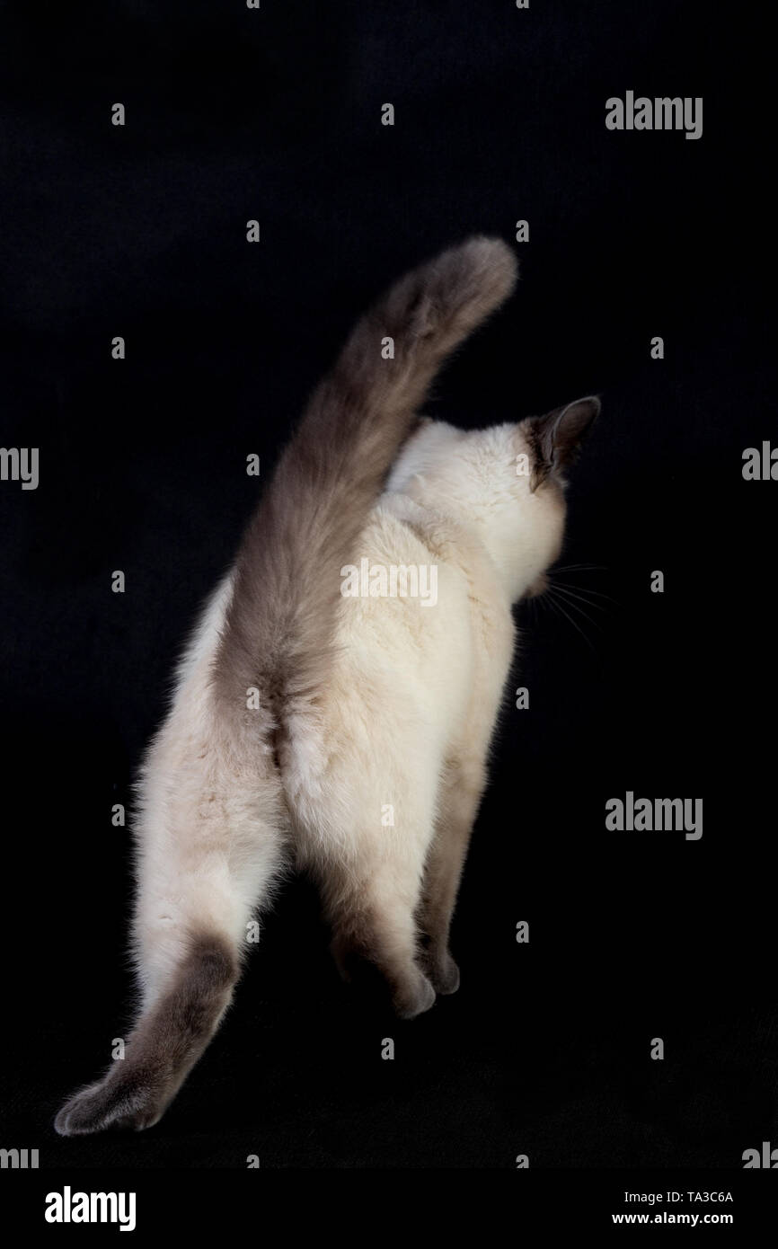 Cat rear view hi-res stock photography and images - Alamy